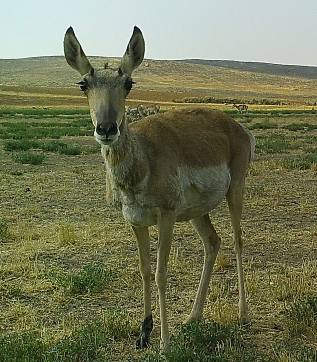 A Partying Party Of Pronghorns