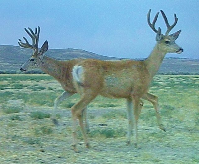 A Perfect Pair Of Mule Deer Bookends Bookends