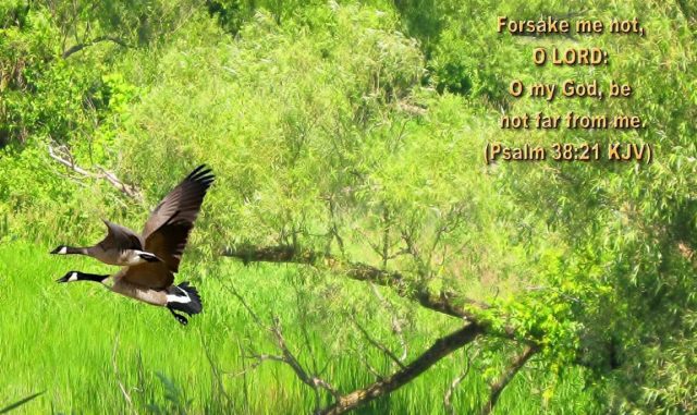 The Holy Bible - Hunting Quotes, Commentary - Nature, Outdoors, & More